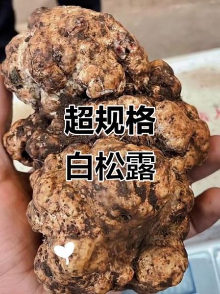 大s吃的白松露是什么_白松露价格为什么这么贵-第2张图片-山城妙识