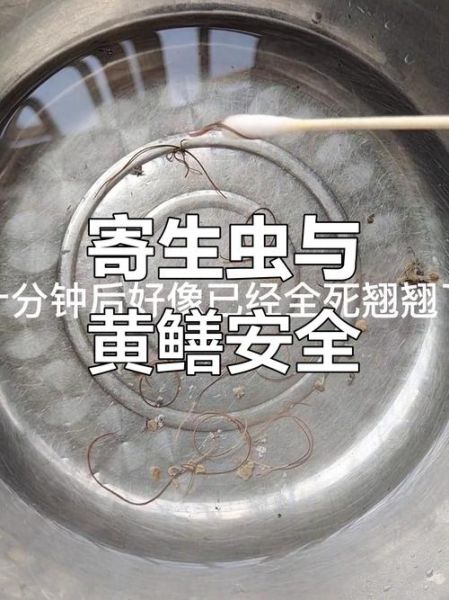 黄鳝寄生虫高温能杀死吗_黄鳝寄生虫高温多久能杀死-第1张图片-山城妙识
