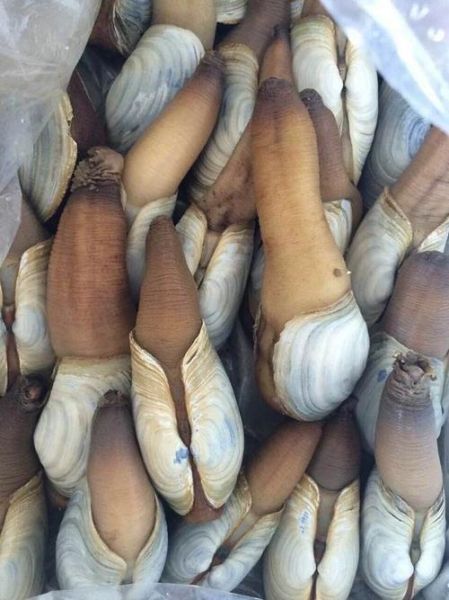 象拔蚌进到里面了怎么办_紧急处理步骤-第3张图片-山城妙识