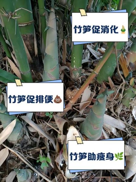 金竹笋怎么做好吃_金竹笋的家常做法-第1张图片-山城妙识