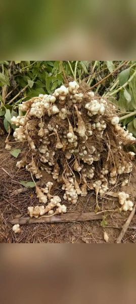 常吃鬼子姜有哪些危害_鬼子姜吃多了会中毒吗-第2张图片-山城妙识