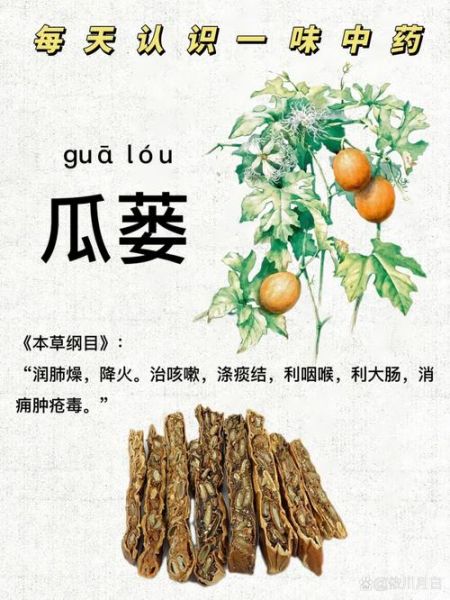 瓜蒌根的功效与作用_瓜蒌根怎么吃效果最好-第3张图片-山城妙识
