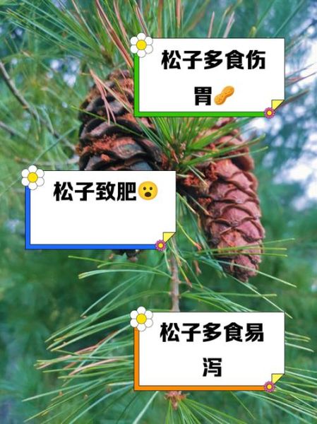 长期吃松子的危害_松子吃多了有什么坏处-第1张图片-山城妙识