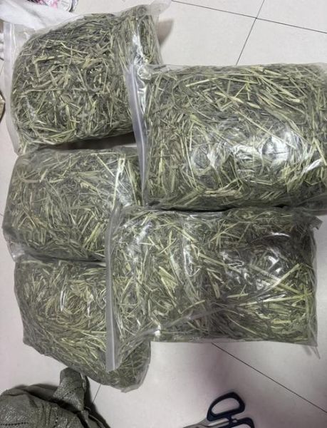 提摩西草图片_如何辨别真假提摩西草-第3张图片-山城妙识 提摩西草图片_如何辨别真假提摩西草-第3张图片-山城妙识