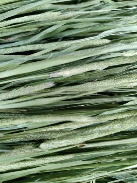 提摩西草图片_如何辨别真假提摩西草-第1张图片-山城妙识 提摩西草图片_如何辨别真假提摩西草-第1张图片-山城妙识