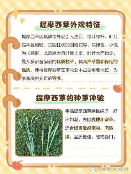 提摩西草图片_如何辨别真假提摩西草-第2张图片-山城妙识 提摩西草图片_如何辨别真假提摩西草-第2张图片-山城妙识