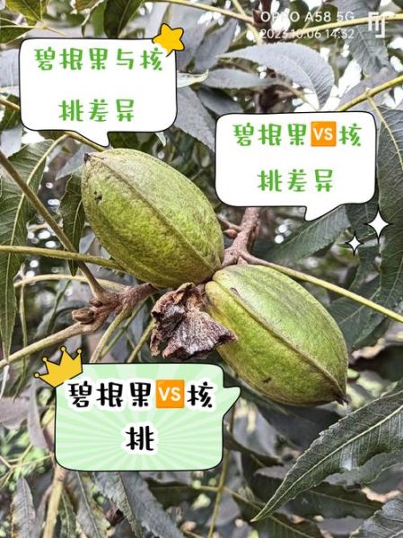 碧根果和核桃哪个营养价值高_碧根果与核桃的区别-第2张图片-山城妙识