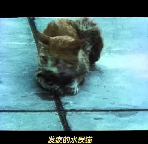 水煮活猫是真的吗_水煮活猫事件真相-第1张图片-山城妙识