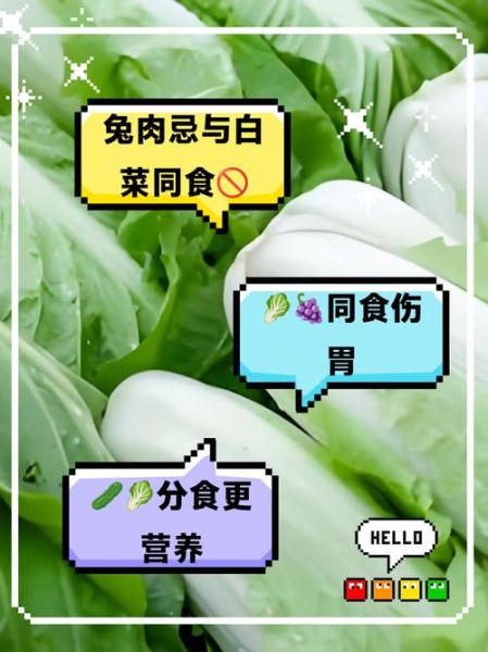 白菜不能和什么一起吃_白菜和什么食物相克-第1张图片-山城妙识