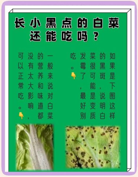 白菜不能和什么一起吃_白菜和什么食物相克-第3张图片-山城妙识