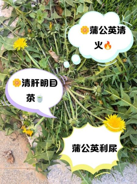 蒲公英怎么吃效果最好_蒲公英怎么吃最营养-第2张图片-山城妙识