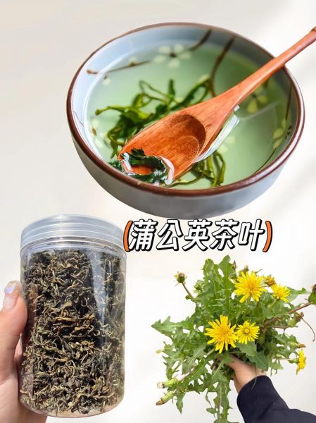 蒲公英茶怎么制作_蒲公英茶的功效与作用-第2张图片-山城妙识