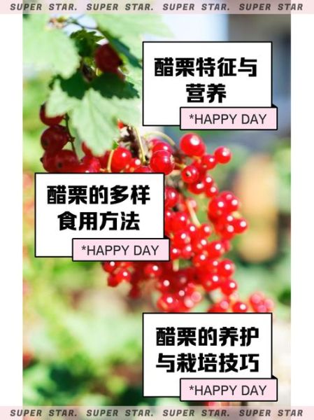 醋栗果怎么吃_醋栗果的功效与作用-第2张图片-山城妙识