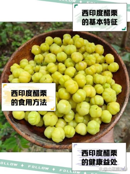 醋栗果怎么吃_醋栗果的功效与作用-第3张图片-山城妙识