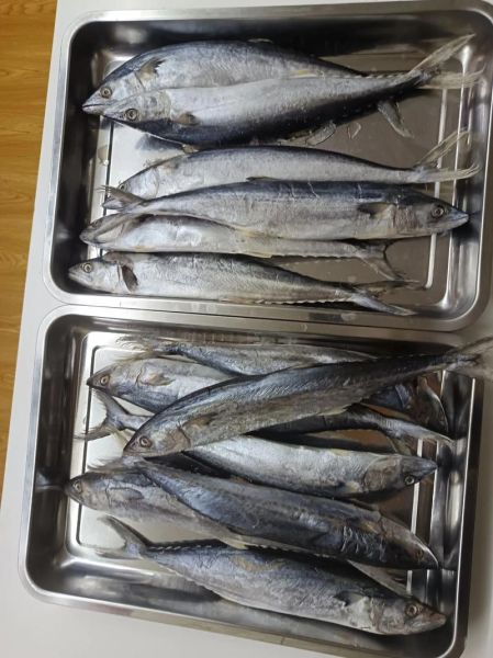 香煎鲅鱼怎么腌制_香煎鲅鱼腌制窍门-第1张图片-山城妙识 香煎鲅鱼怎么腌制_香煎鲅鱼腌制窍门-第1张图片-山城妙识