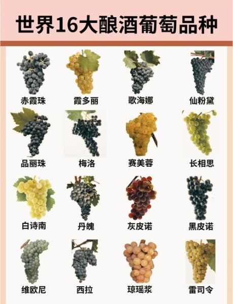 葡萄的种类有哪些_哪种葡萄最适合酿酒-第1张图片-山城妙识