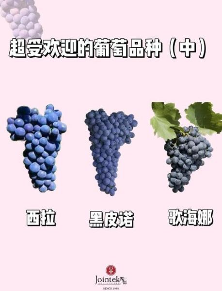 葡萄的种类有哪些_哪种葡萄最适合酿酒-第3张图片-山城妙识