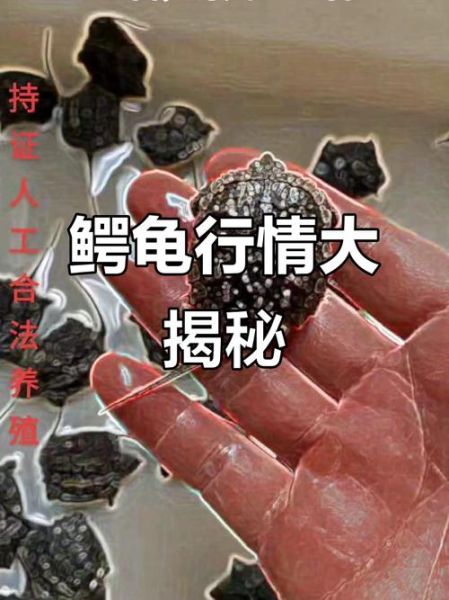 鳄龟多少钱一只_鳄龟价格影响因素-第1张图片-山城妙识