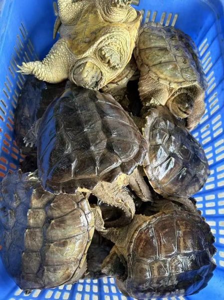 鳄龟多少钱一只_鳄龟价格影响因素-第2张图片-山城妙识