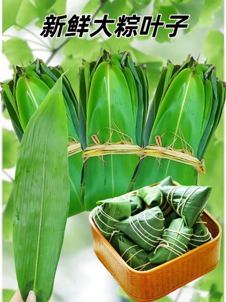 北方粽叶是什么植物的叶子_北方粽叶和箬叶区别-第3张图片-山城妙识