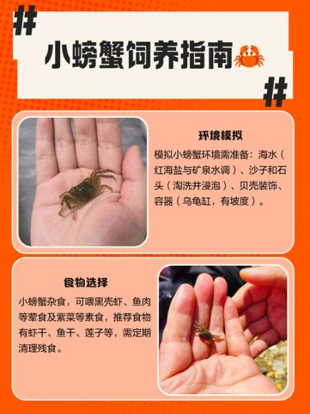 螃蟹吃什么饲料_家养螃蟹饲料配方-第1张图片-山城妙识