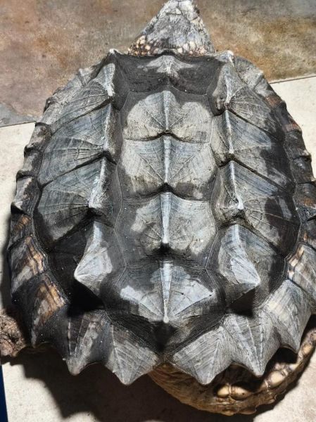 鳄龟多少钱一只_鳄龟价格影响因素-第3张图片-山城妙识