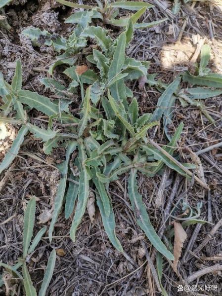 苦菜图片大全_苦菜长什么样-第1张图片-山城妙识