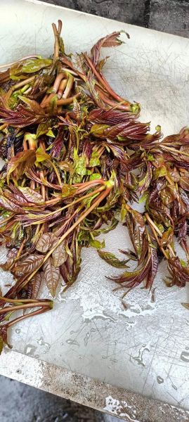 香椿菜怎么做好吃_香椿菜营养价值-第1张图片-山城妙识