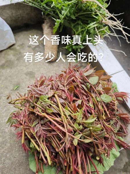 香椿菜怎么做好吃_香椿菜营养价值-第3张图片-山城妙识