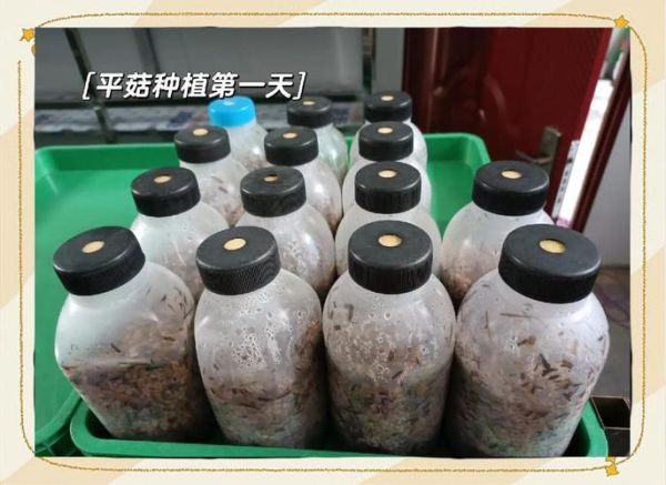 平菇怎么种植_平菇种植技术与管理-第1张图片-山城妙识