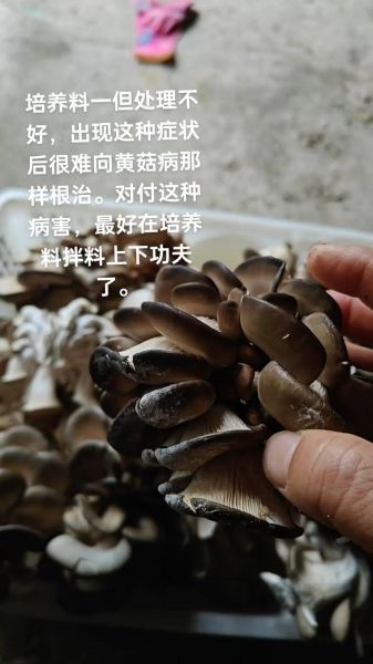 平菇怎么种植_平菇种植技术与管理-第3张图片-山城妙识