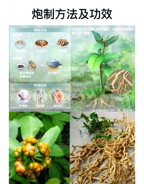 巴戟天功效与作用_巴戟天怎么吃效果最好-第1张图片-山城妙识