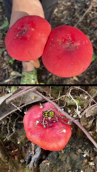 毒红菌和红菌的区别_如何辨别毒红菌与红菌-第1张图片-山城妙识