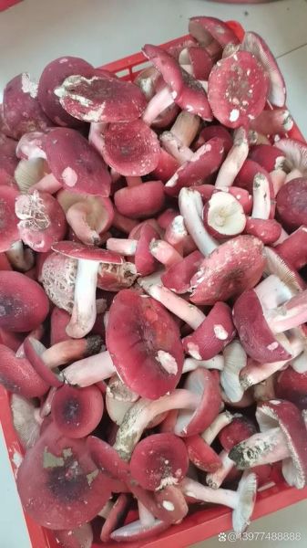 毒红菌和红菌的区别_如何辨别毒红菌与红菌-第3张图片-山城妙识