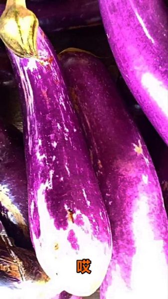 茄子是发物吗_术后能吃茄子吗-第2张图片-山城妙识