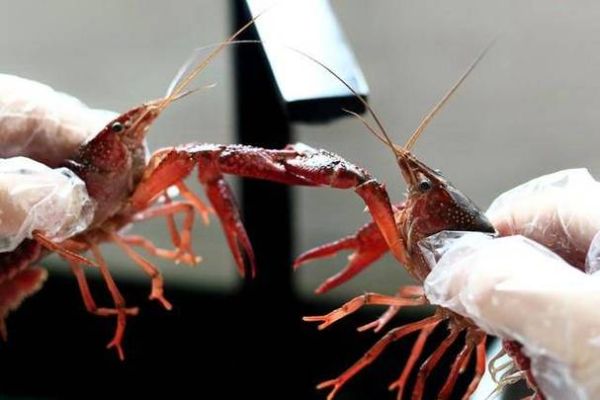 小龙虾寄生虫怎么杀死_小龙虾寄生虫高温能杀死吗-第2张图片-山城妙识