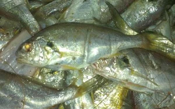 白姑鱼图片_如何分辨真假白姑鱼-第1张图片-山城妙识