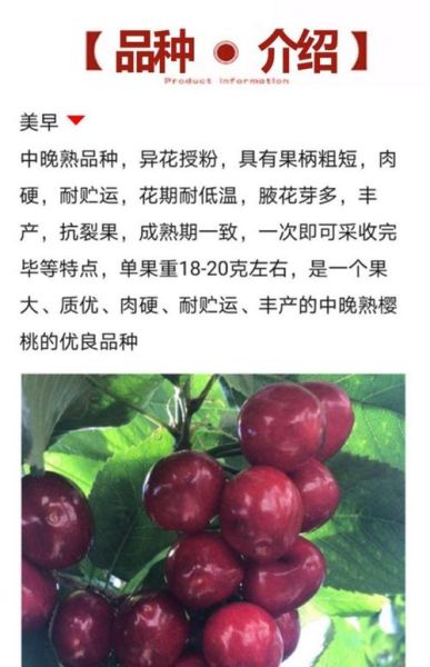 车厘子果树图片_如何辨别品种-第3张图片-山城妙识