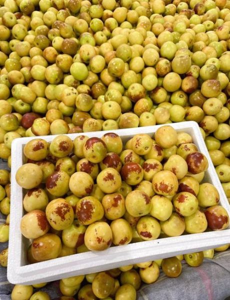 大荔冬枣图片大全_如何挑选正宗大荔冬枣-第1张图片-山城妙识