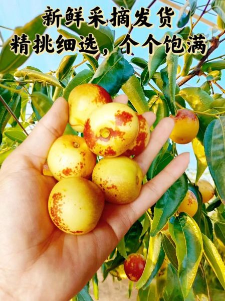 大荔冬枣图片大全_如何挑选正宗大荔冬枣-第3张图片-山城妙识