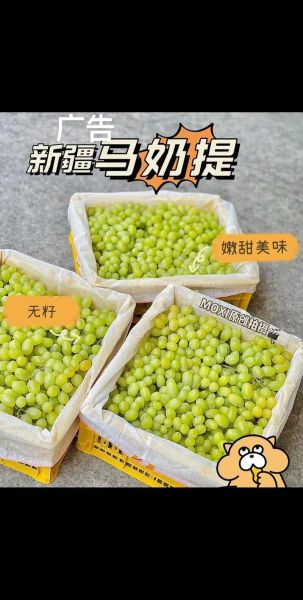 马奶提子是什么品种_马奶提子图片怎么辨别真假-第3张图片-山城妙识