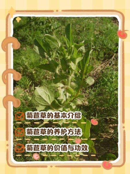 菊苣的功效与作用_菊苣主治哪些疾病-第2张图片-山城妙识 菊苣的功效与作用_菊苣主治哪些疾病-第2张图片-山城妙识