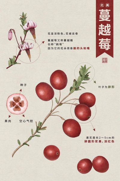 蔓越莓图片大全_如何挑选高清素材-第2张图片-山城妙识
