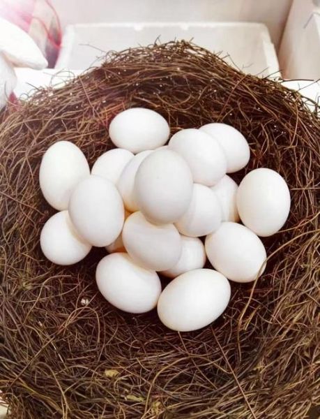 鸽子蛋怎么做好吃_鸽子蛋的做法大全-第1张图片-山城妙识