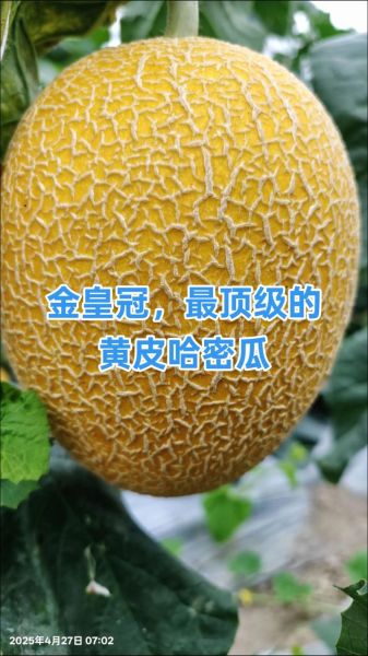 蔬菜皇冠是什么_蔬菜皇冠营养价值-第3张图片-山城妙识