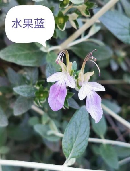 蔬菜皇冠是什么_蔬菜皇冠营养价值-第2张图片-山城妙识