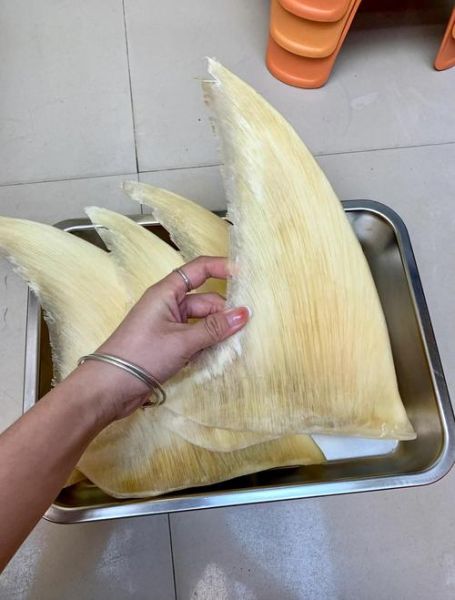 鱼翅什么人不能吃_孕妇能吃鱼翅吗-第1张图片-山城妙识 鱼翅什么人不能吃_孕妇能吃鱼翅吗-第1张图片-山城妙识