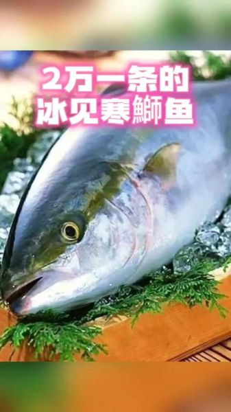 鰤鱼怎么读_鰤鱼是什么鱼-第3张图片-山城妙识