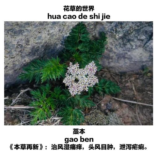 藁本的功效与作用_藁本和川芎的区别-第1张图片-山城妙识