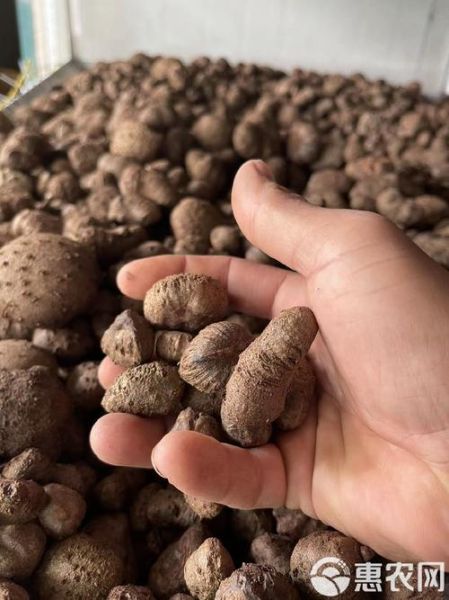 魔芋果实长什么样_魔芋果实图片大全大图-第1张图片-山城妙识